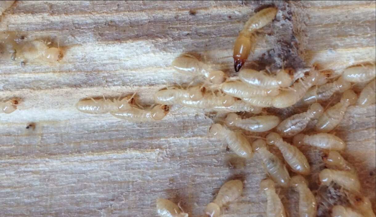 Differenza tra Tarli e Termiti