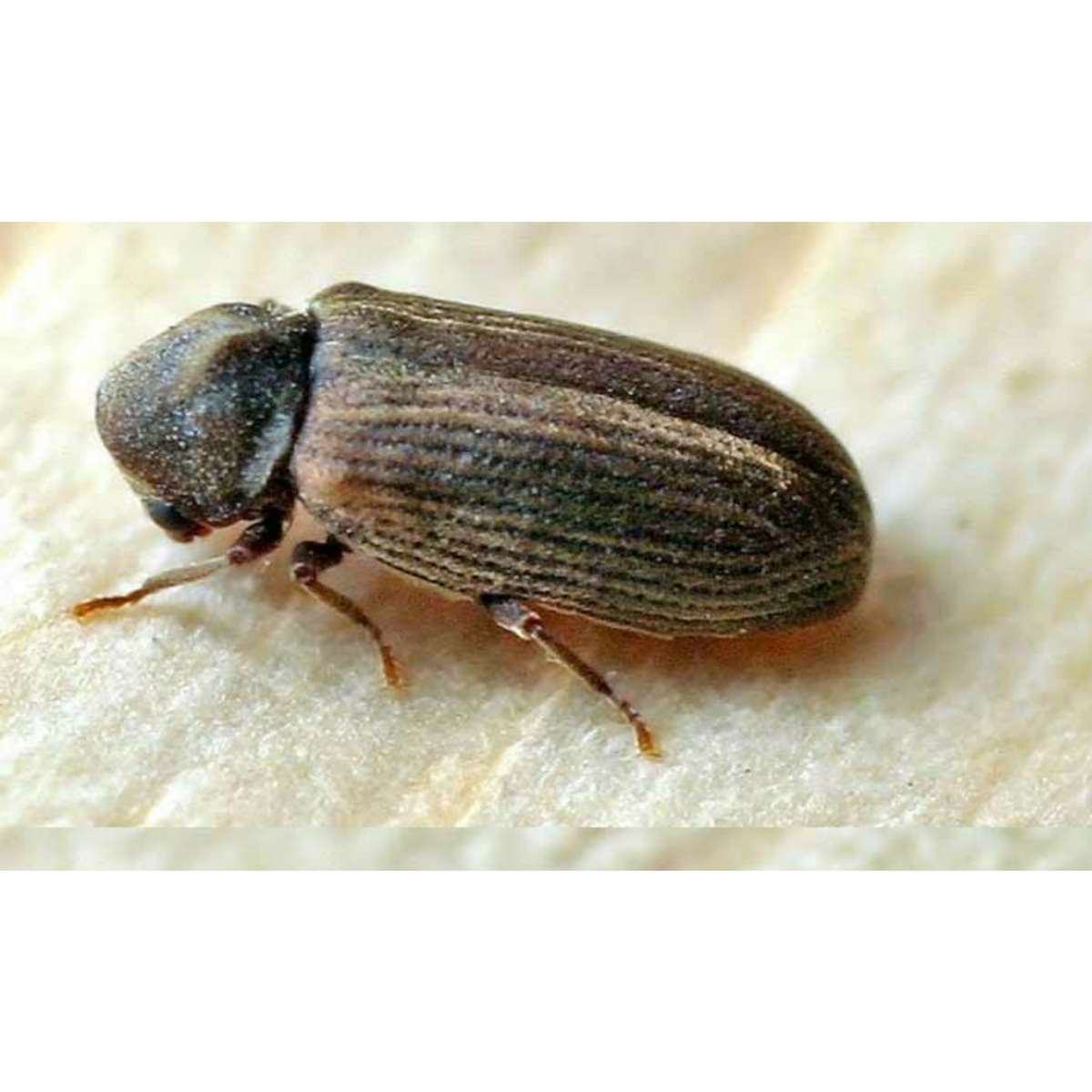 Differenza tra Tarli e Termiti